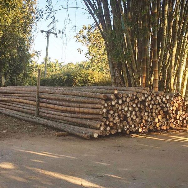Kit Com 12 Peças De Bambu Guadua Angustifolia Tratado Ø 4 A 5 X 300 Cm